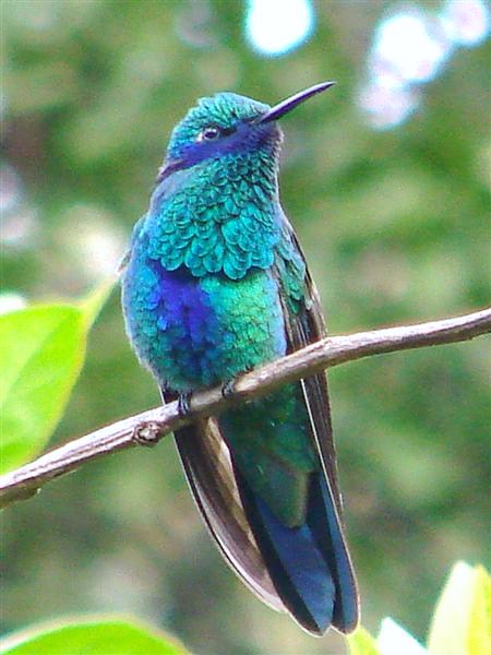 Il Portale Italiano dell'Ornitofilia V&A :: allevare il colibri'